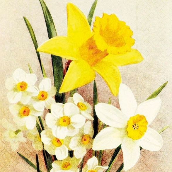Yellow Daffodil Spring Flowers | 3-ply Lunch Napkins 33cm – The Danes