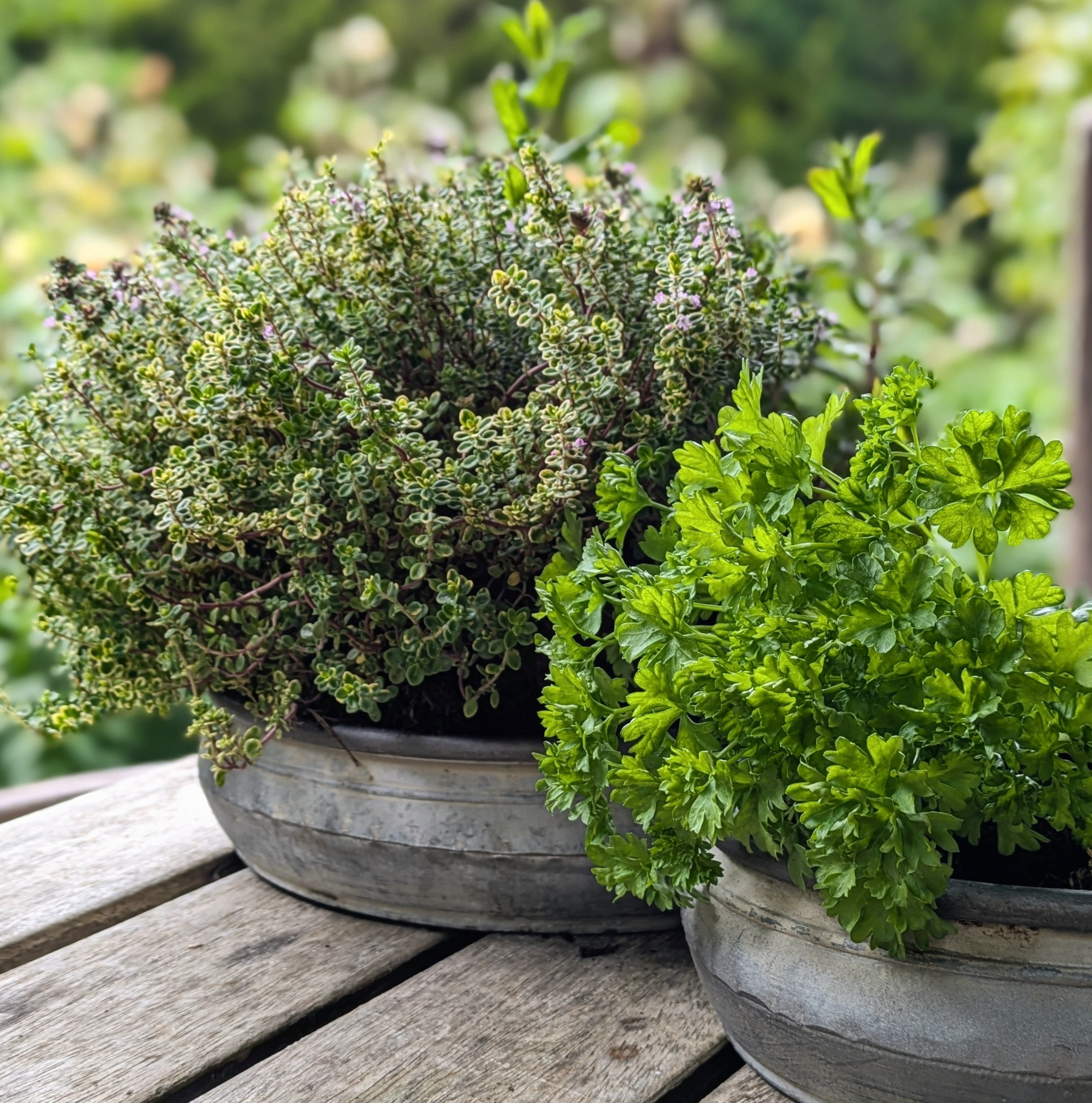 Large Rustic Oval Zinc Bowl | For Home or Garden – The Danes