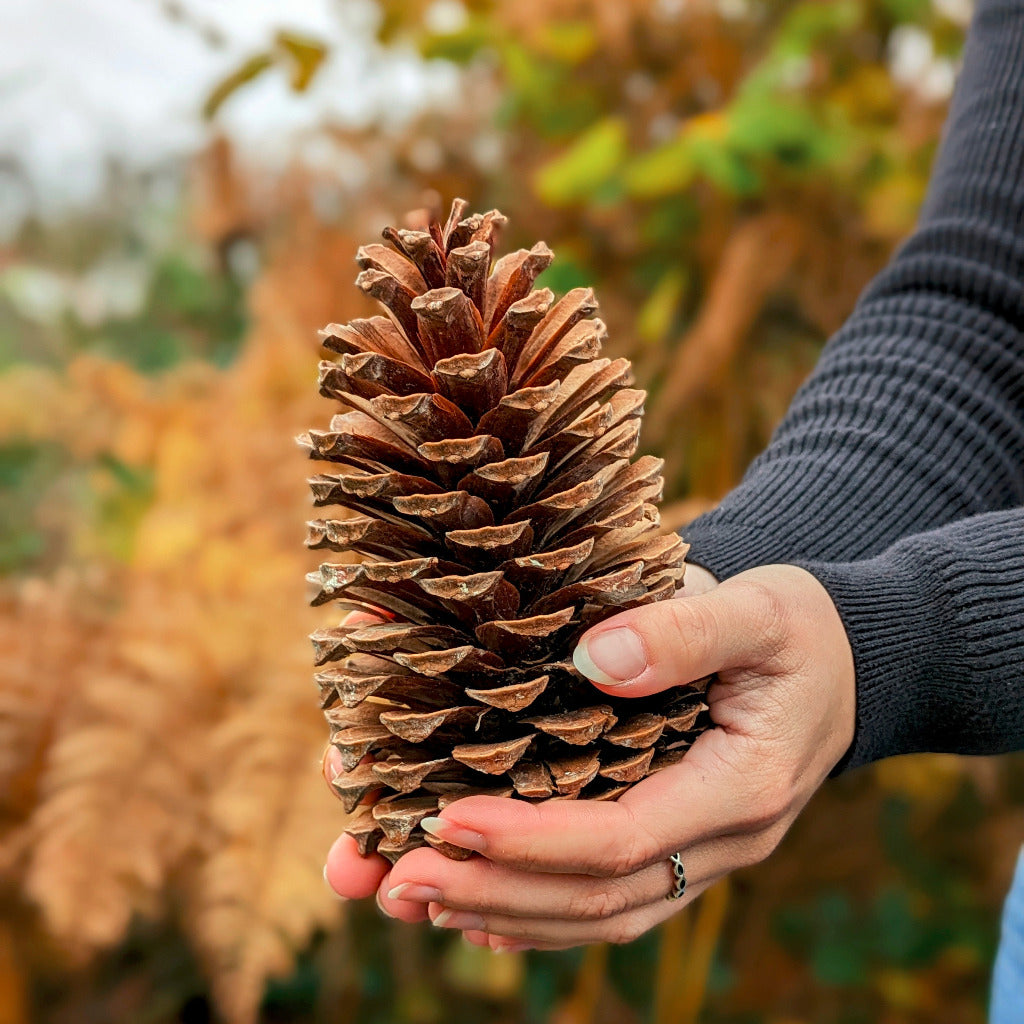 3 Very Large Natural Pine Cones – The Danes