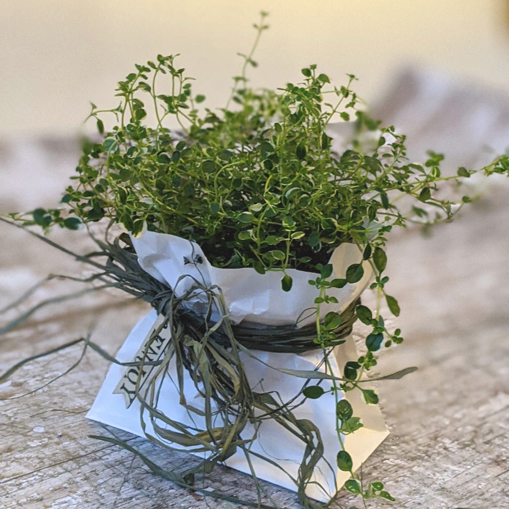 White Kraft Block Bottom Paper Bags | Pack of 12 – The Danes