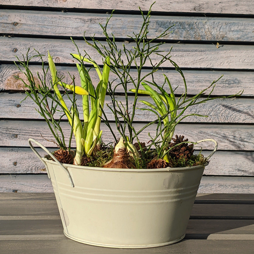 Spring Bulbs Display - 18cm Zinc Planter For Mother's day gift – The Danes