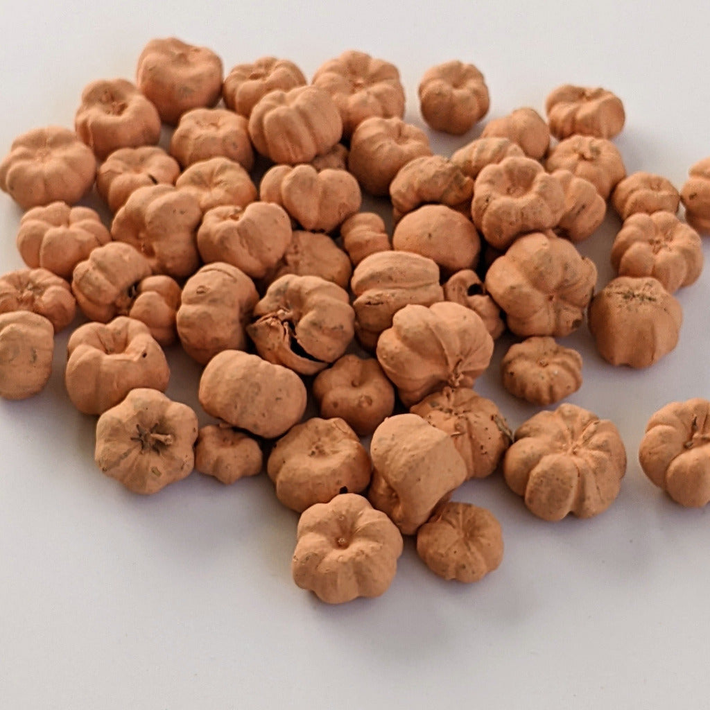 Orange Putka Pods | Dried Mini 'Pumpkins' for Halloween & Autumn Crafts ...